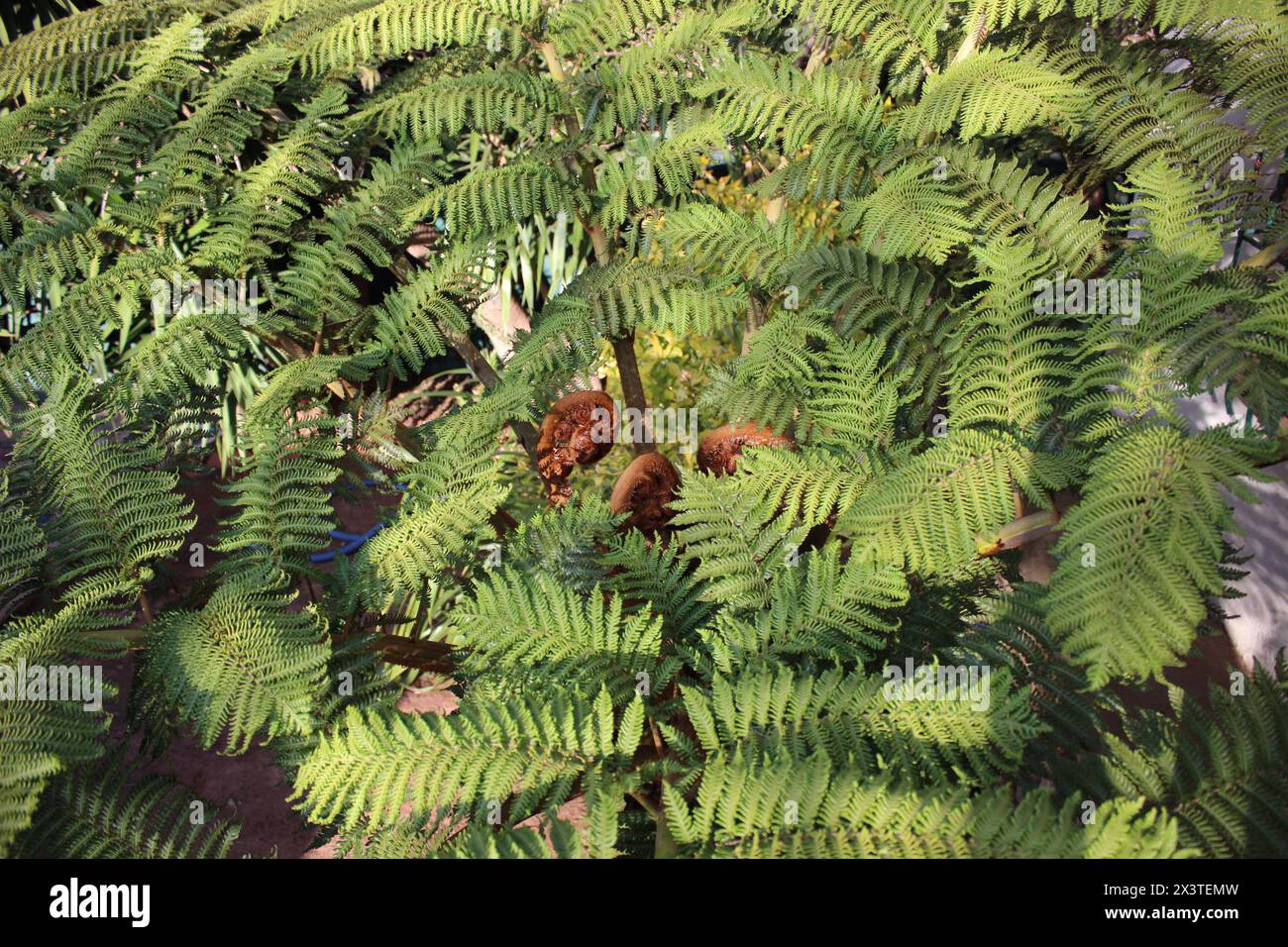 Fern like tree hi-res stock photography and images - Alamy