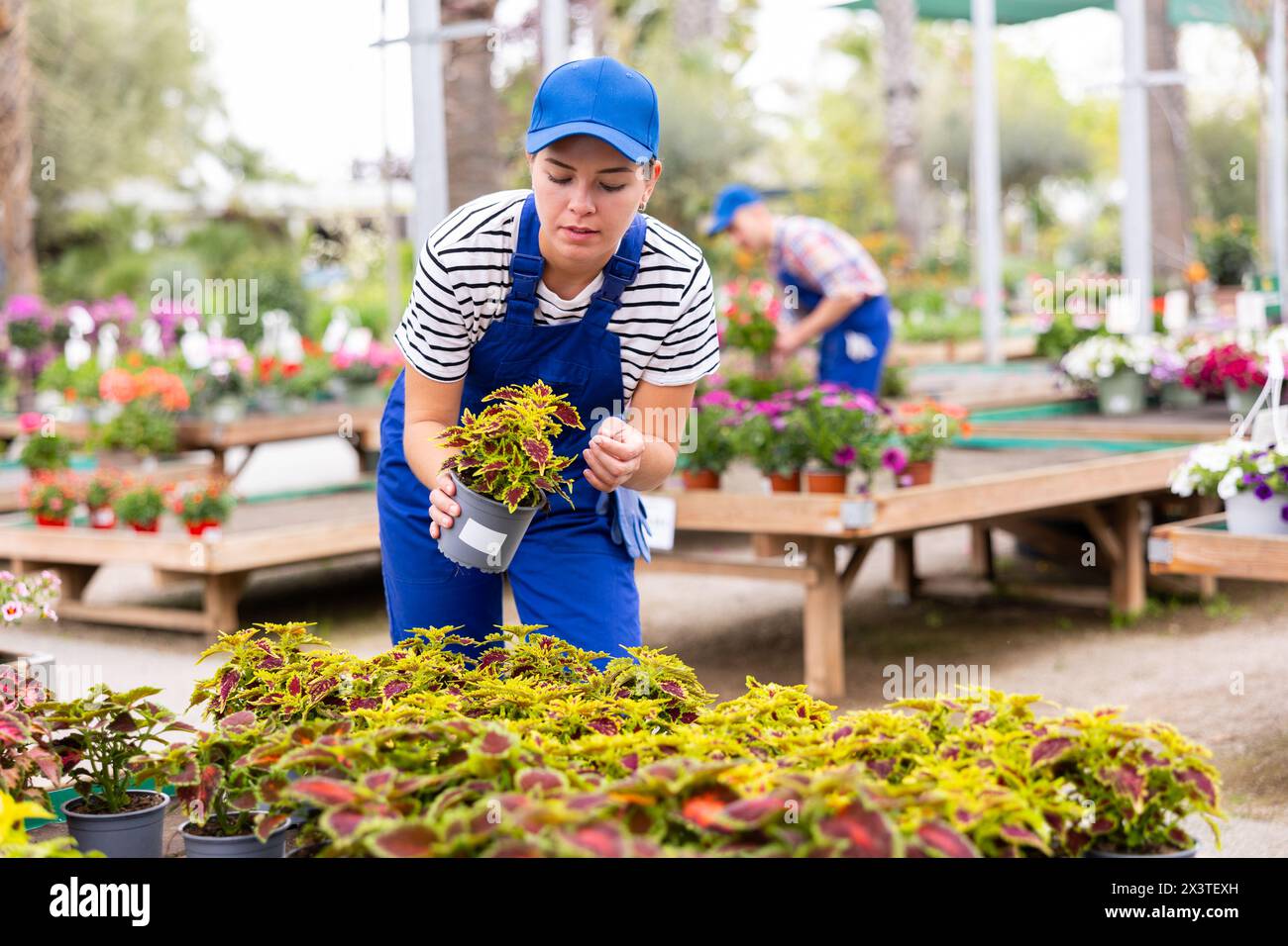 Female garden store employee puts in order showcase with outdoor plants ...