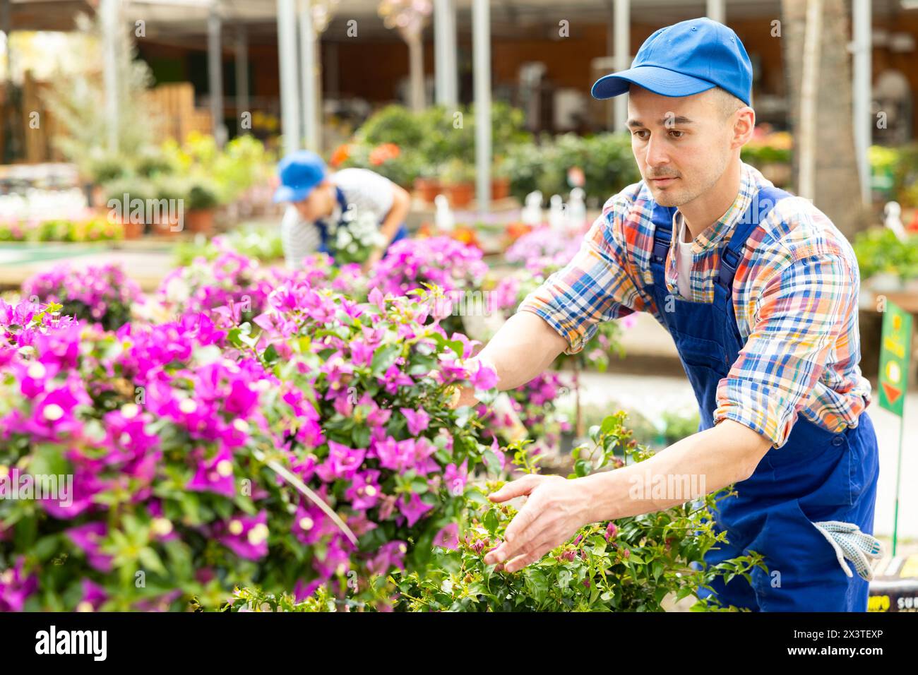 Male garden store employee puts in order showcase with climbing outdoor ...