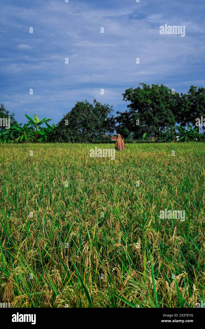 Farmer's family walking on the embankment of a rice field against a ...