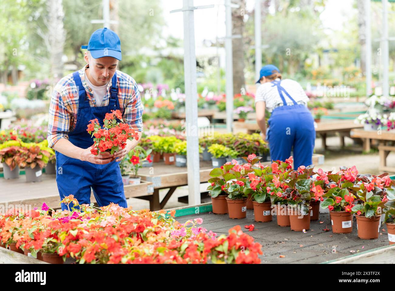 Male garden store employee puts in order showcase with outdoor plants ...