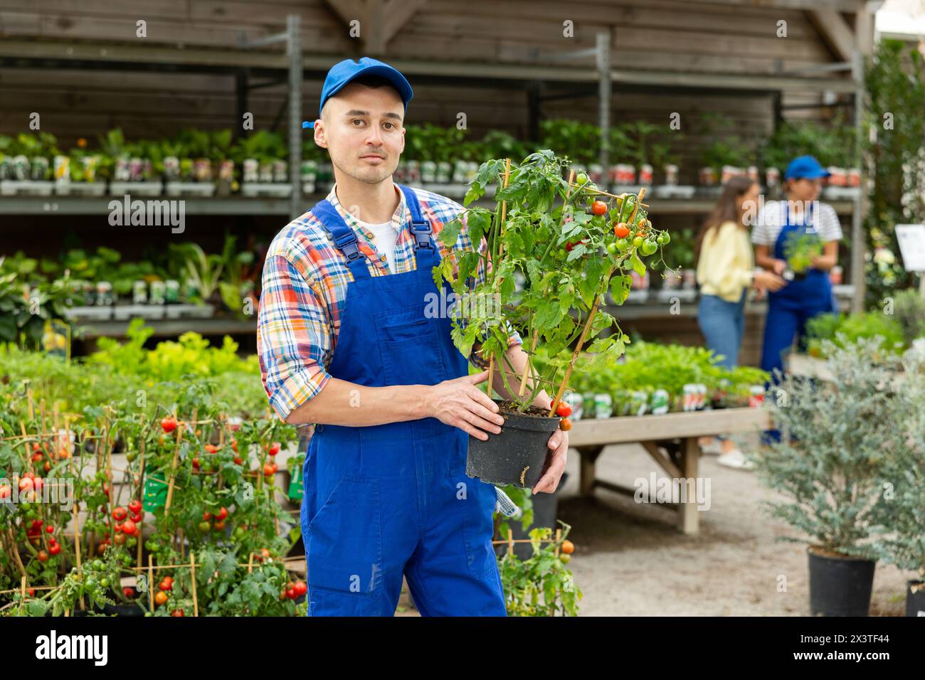 Positive garden center worker displaying potted tomato plant Stock ...
