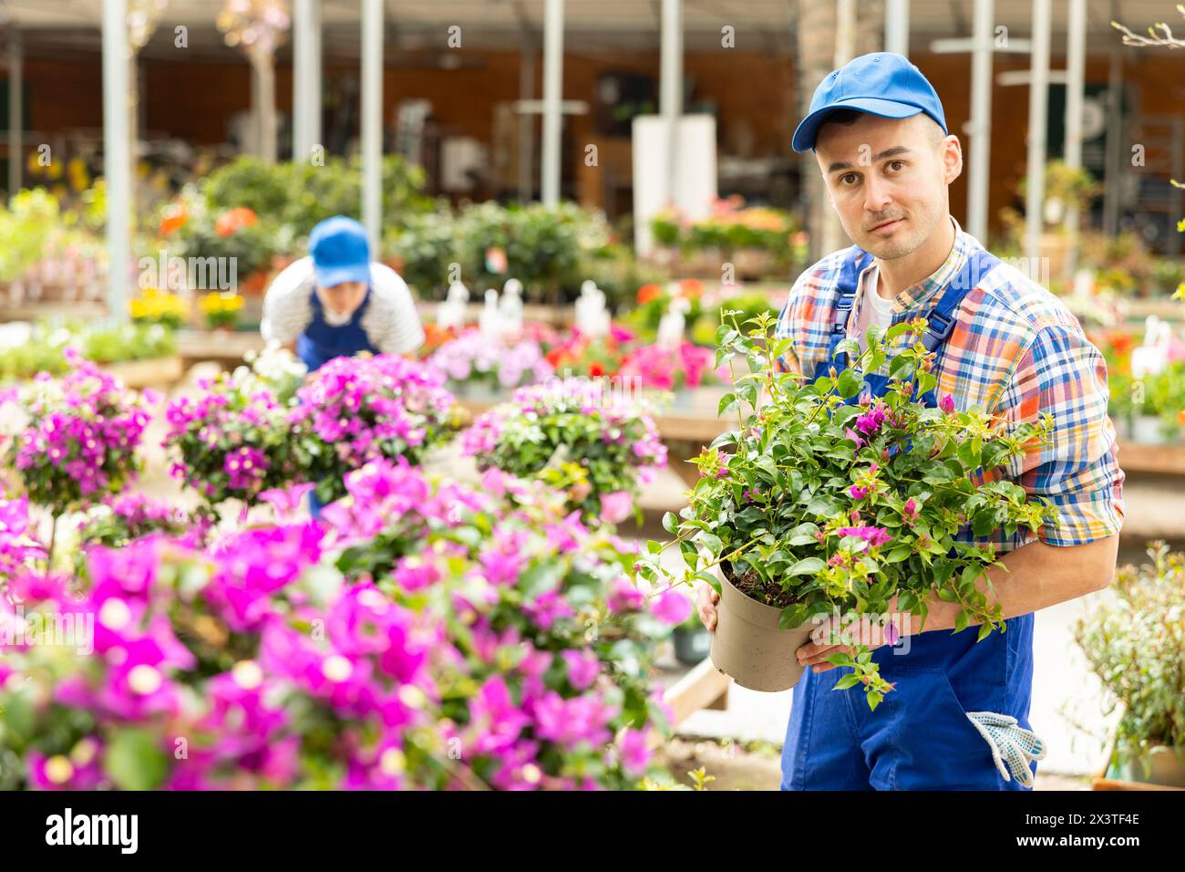 Male garden store employee puts in order showcase with climbing outdoor ...