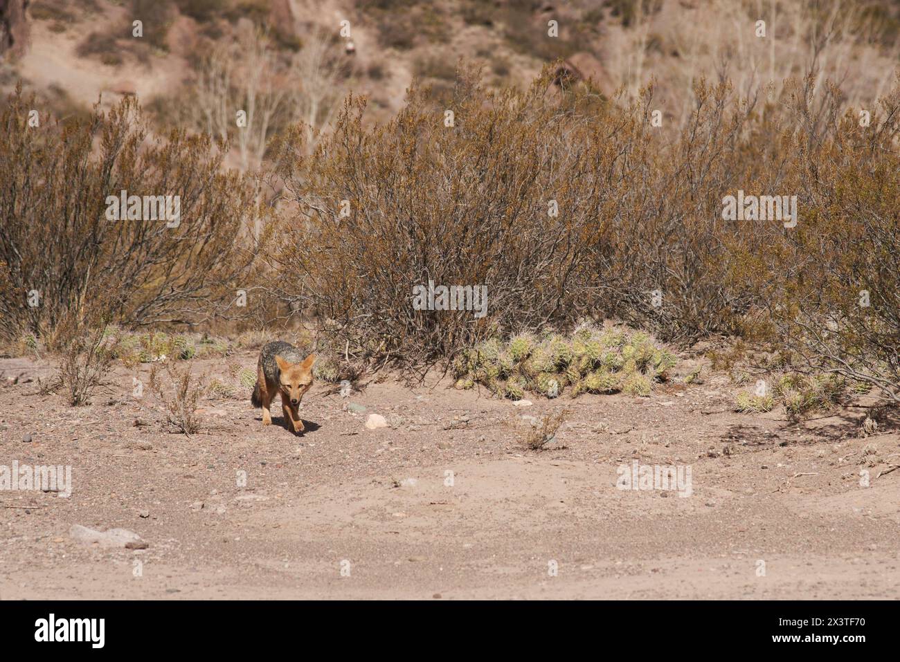Culpeo, Lycalopex culpaeus, also known as red fox, Andean fox or Paramo ...