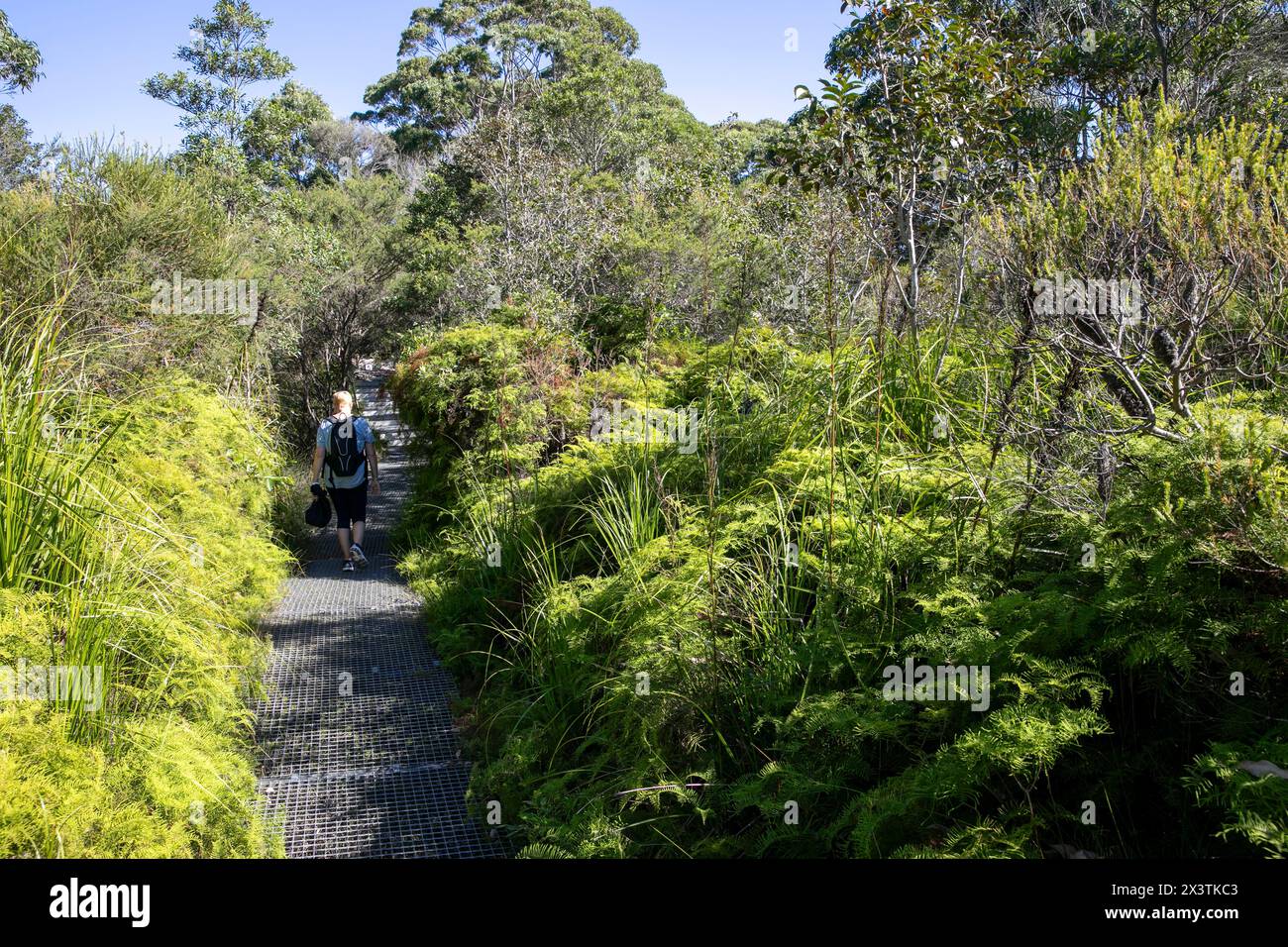 North Head Manly Sydney, middle aged female hiker with backpack walks ...