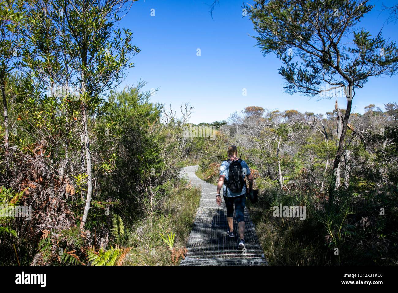 North Head Manly Sydney, middle aged female hiker with backpack walks ...