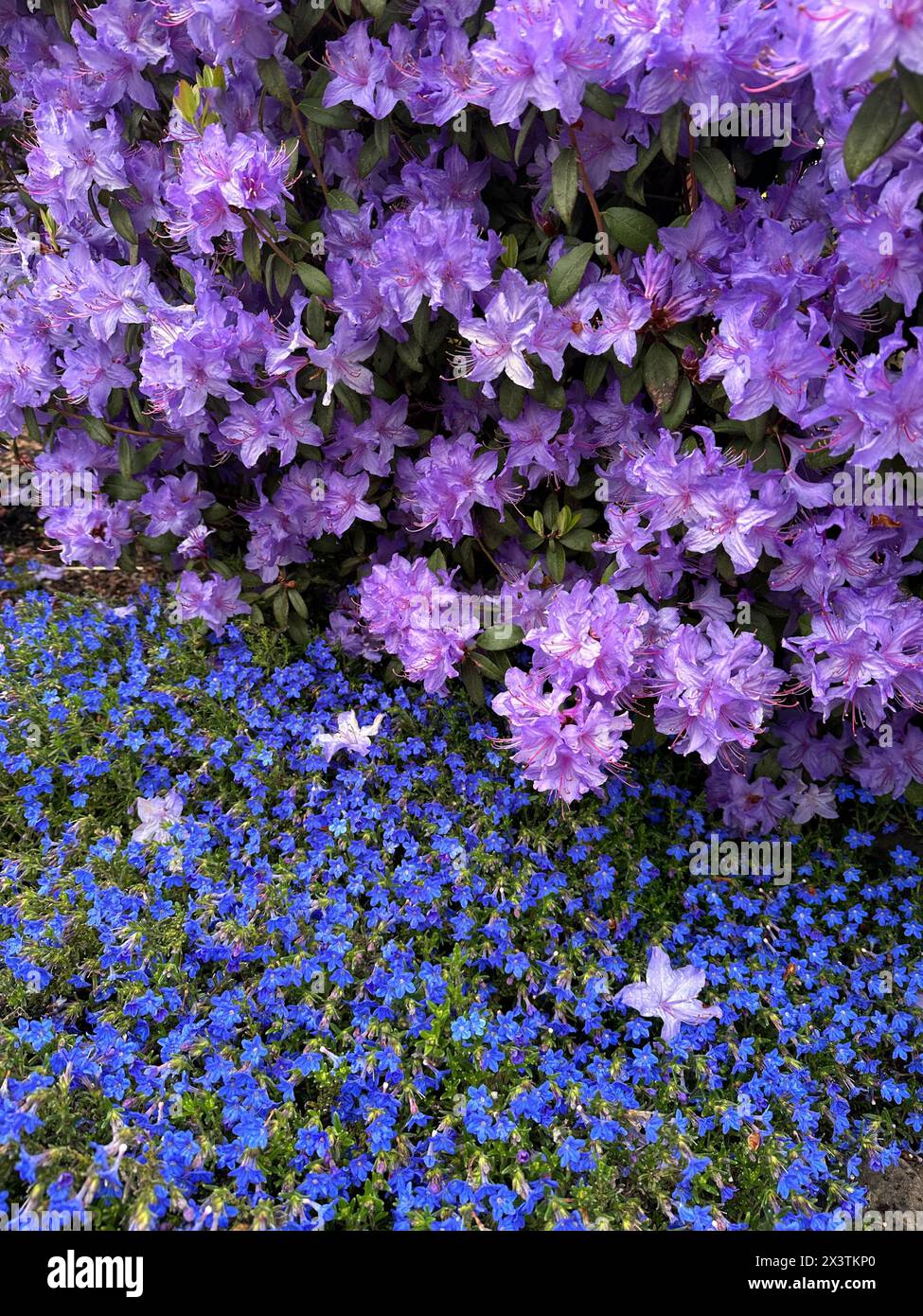 Purple rhododendron flowers growing next to creeping gromwell flowers ...