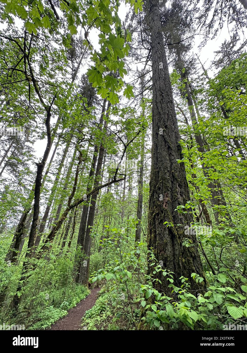 Tall trees in Hendricks Park in Eugene, Oregon Stock Photo - Alamy