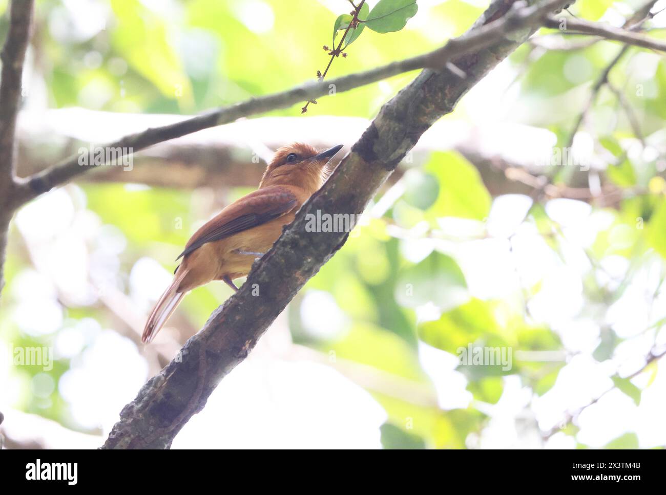 The cinnamon attila (Attila cinnamomeus) is a species of bird in the ...