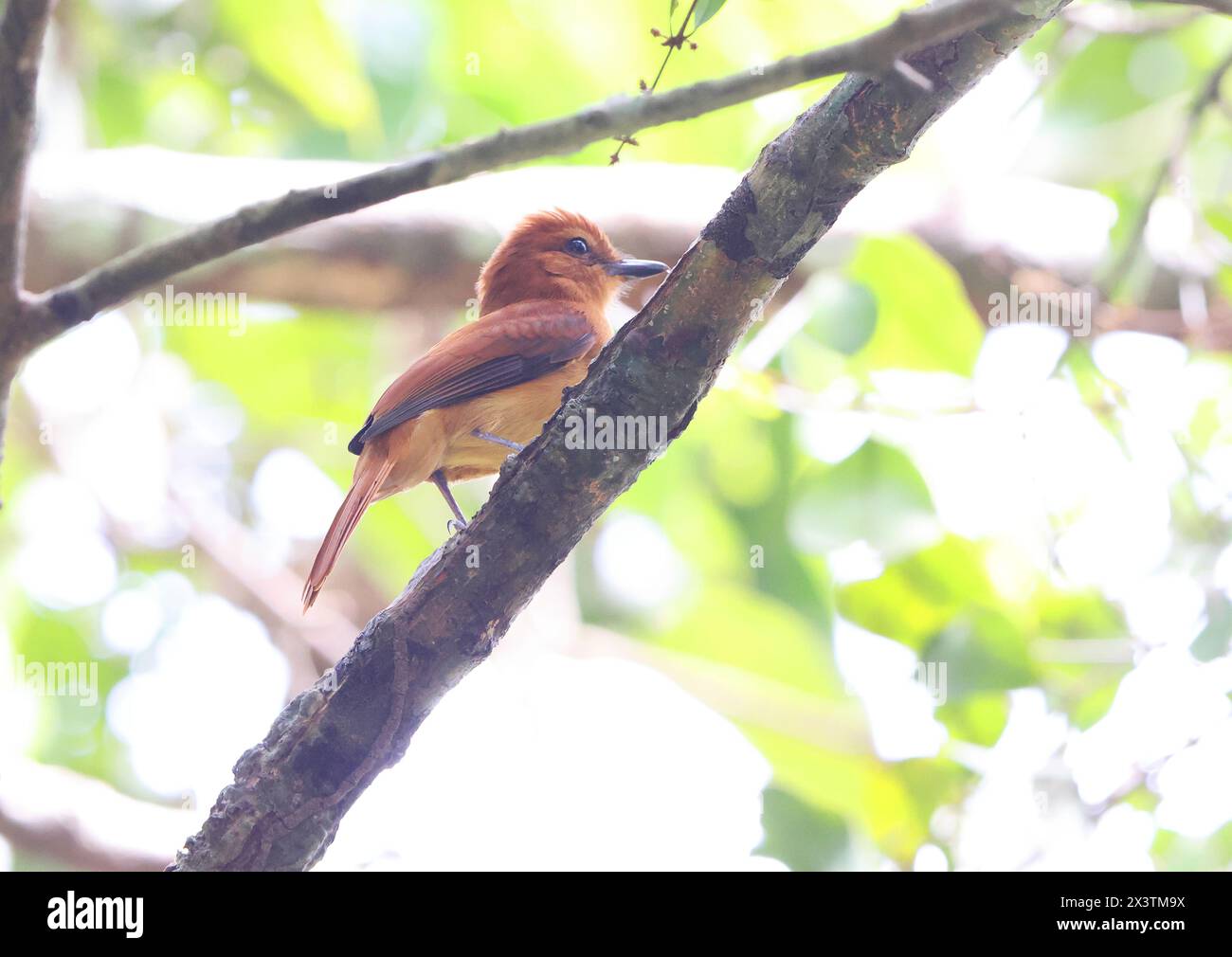 The cinnamon attila (Attila cinnamomeus) is a species of bird in the ...