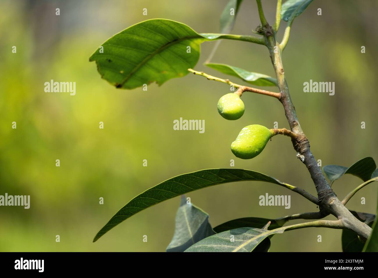 Young mangoes are hanging on the branches of the mango tree Stock Photo ...