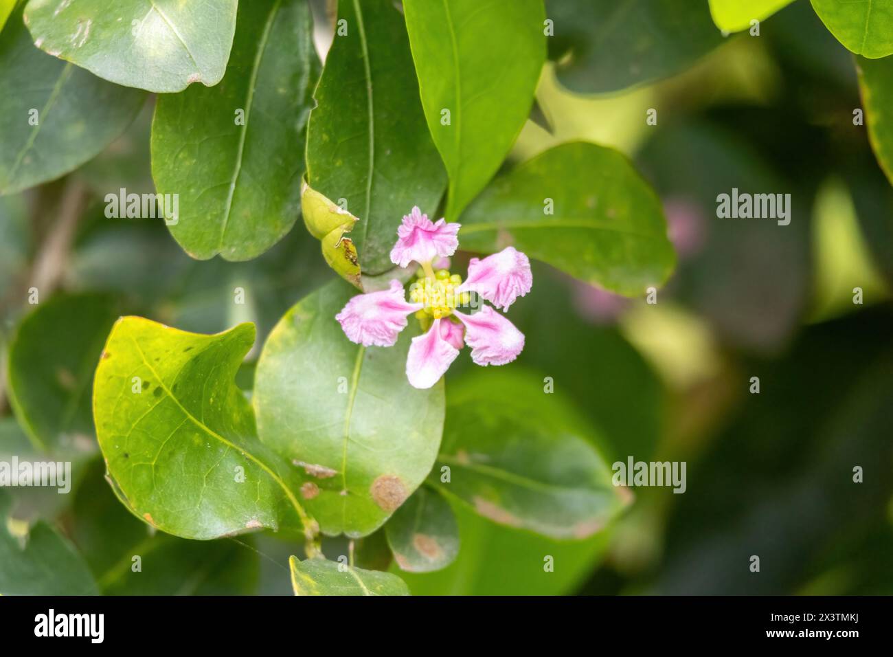 Barbados Cherry fruit flower in the garden tree Stock Photo - Alamy