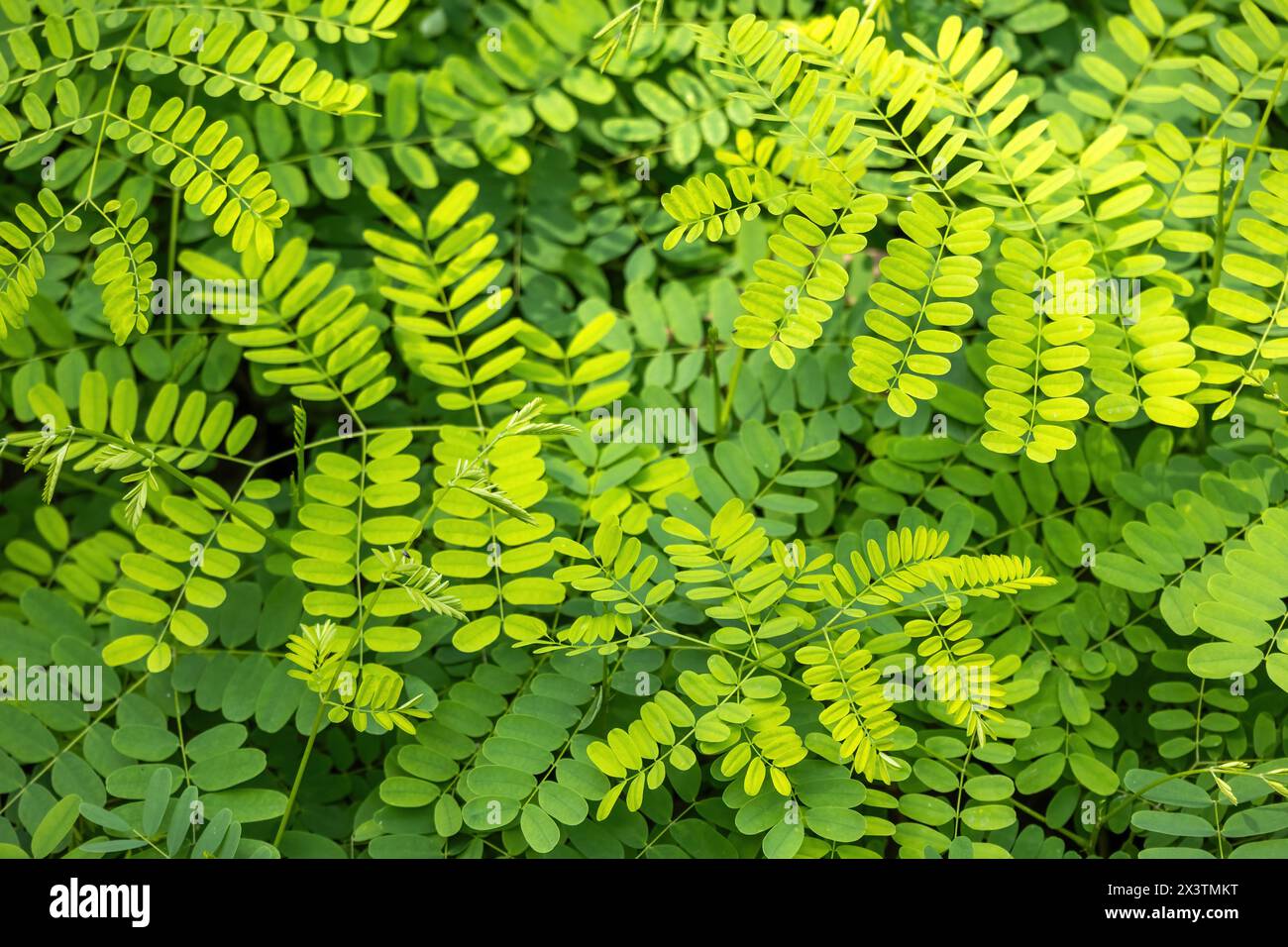 Tamarind tree hi-res stock photography and images - Alamy