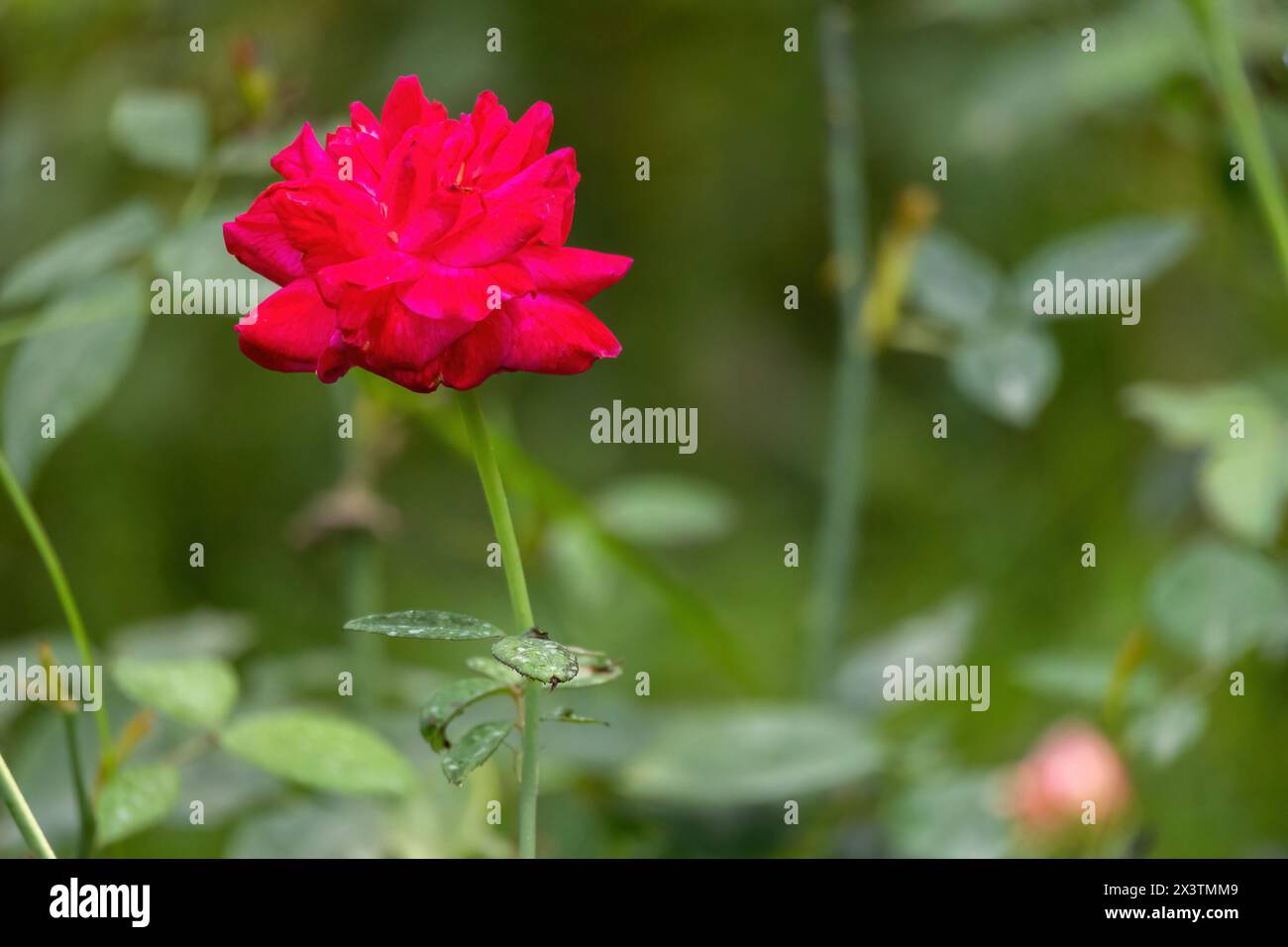 Beautiful red rose blooming in the garden. The scientific name for a ...