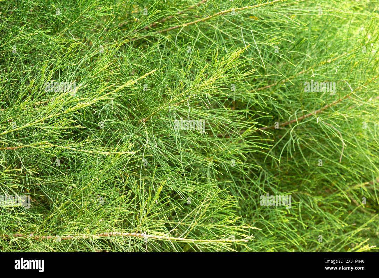 Jhau tree hi-res stock photography and images - Alamy