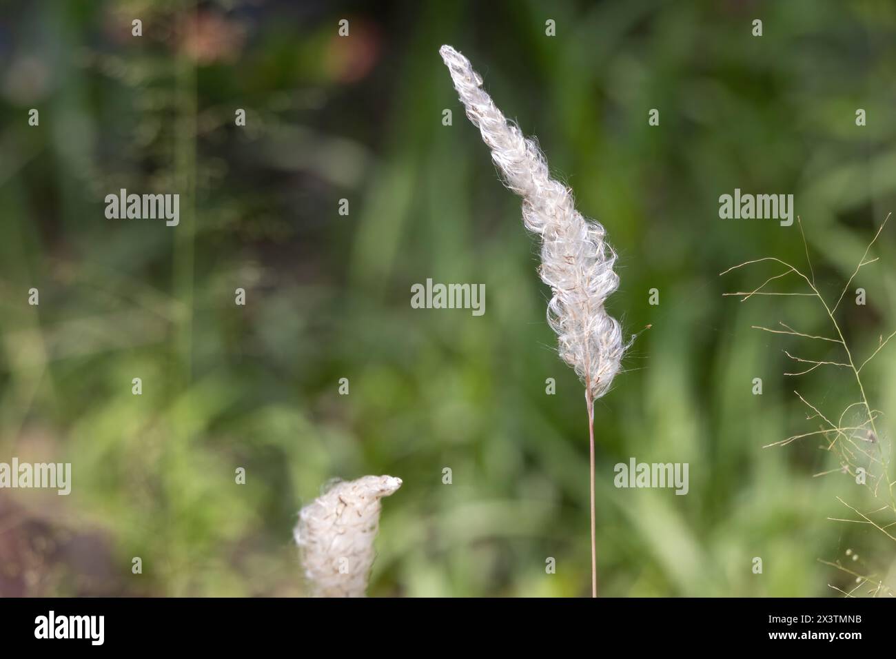 Closeup of cogon grass in the nature garden. It is also known by its ...