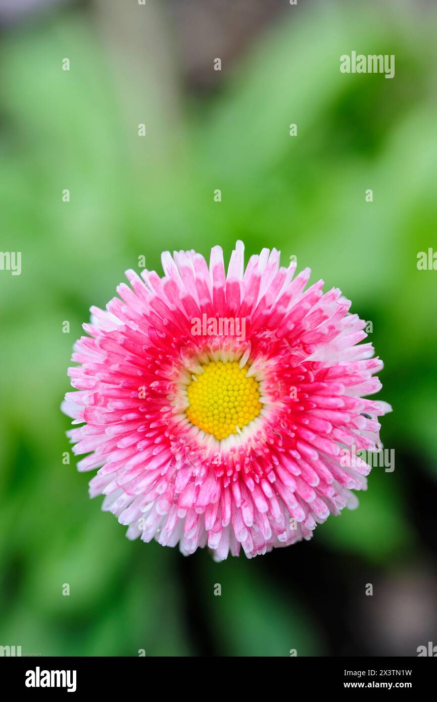 English daisies are not only ornamental flowers but have a number of ...