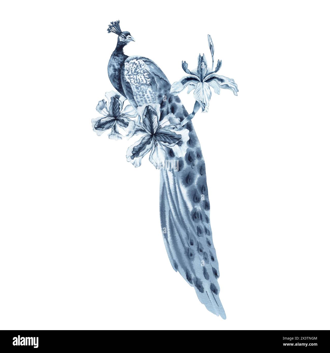 Peacock bird and blue iris flowers. Hand drawn watercolor illustration ...