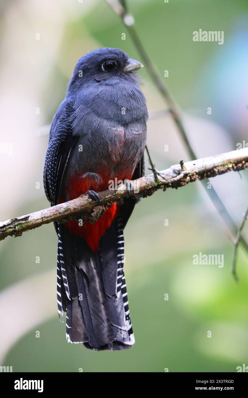 The blue-crowned trogon (Trogon curucui) is a species of bird in the ...