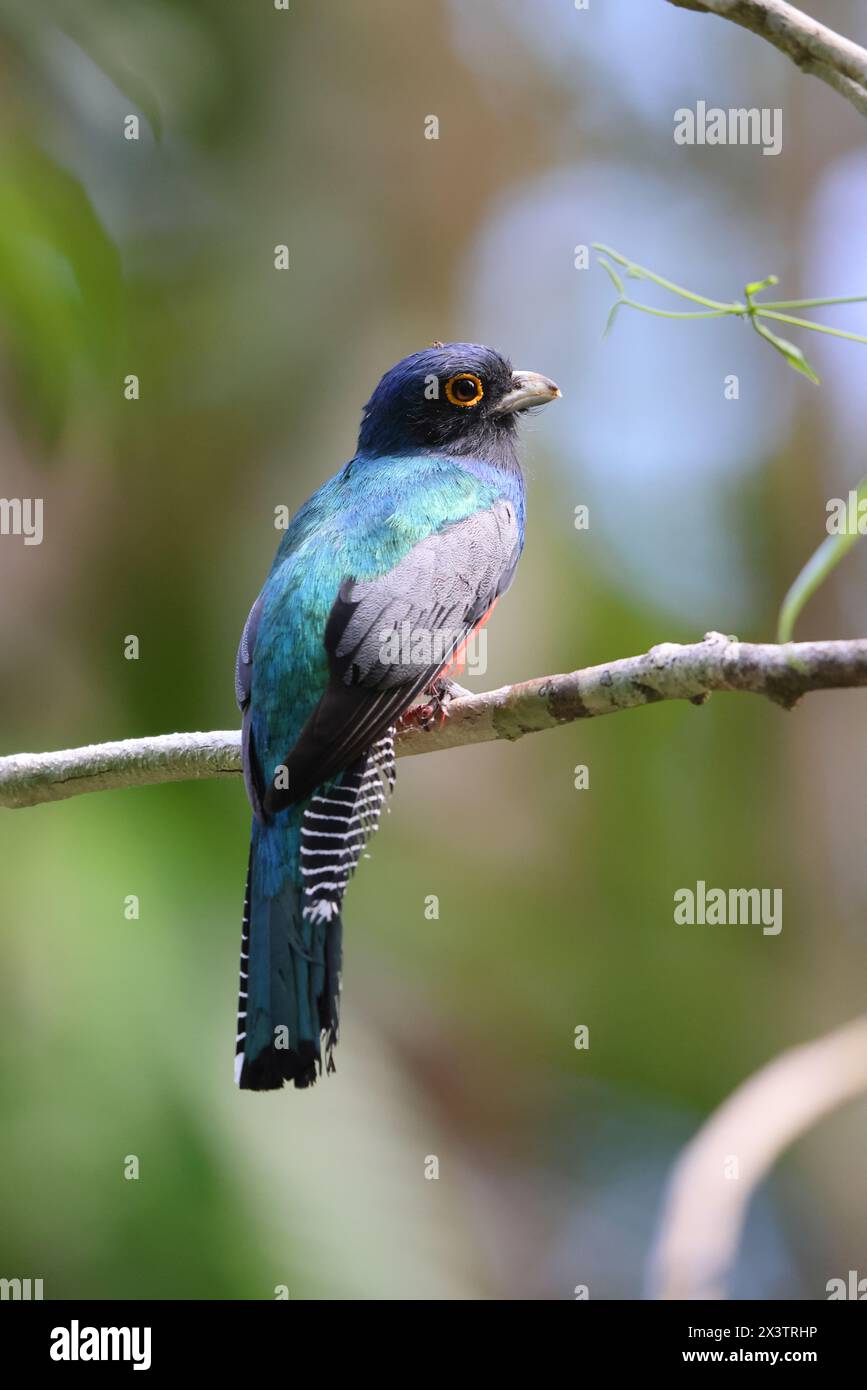 Trogonidae family hi-res stock photography and images - Alamy