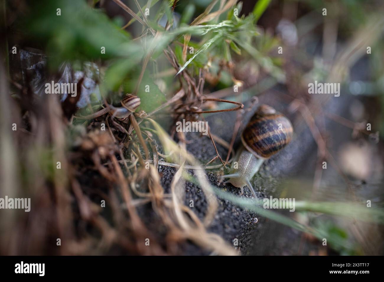 Istanbul, Turkey. 28th Apr, 2024. The land snail (Cornu aspersum ...
