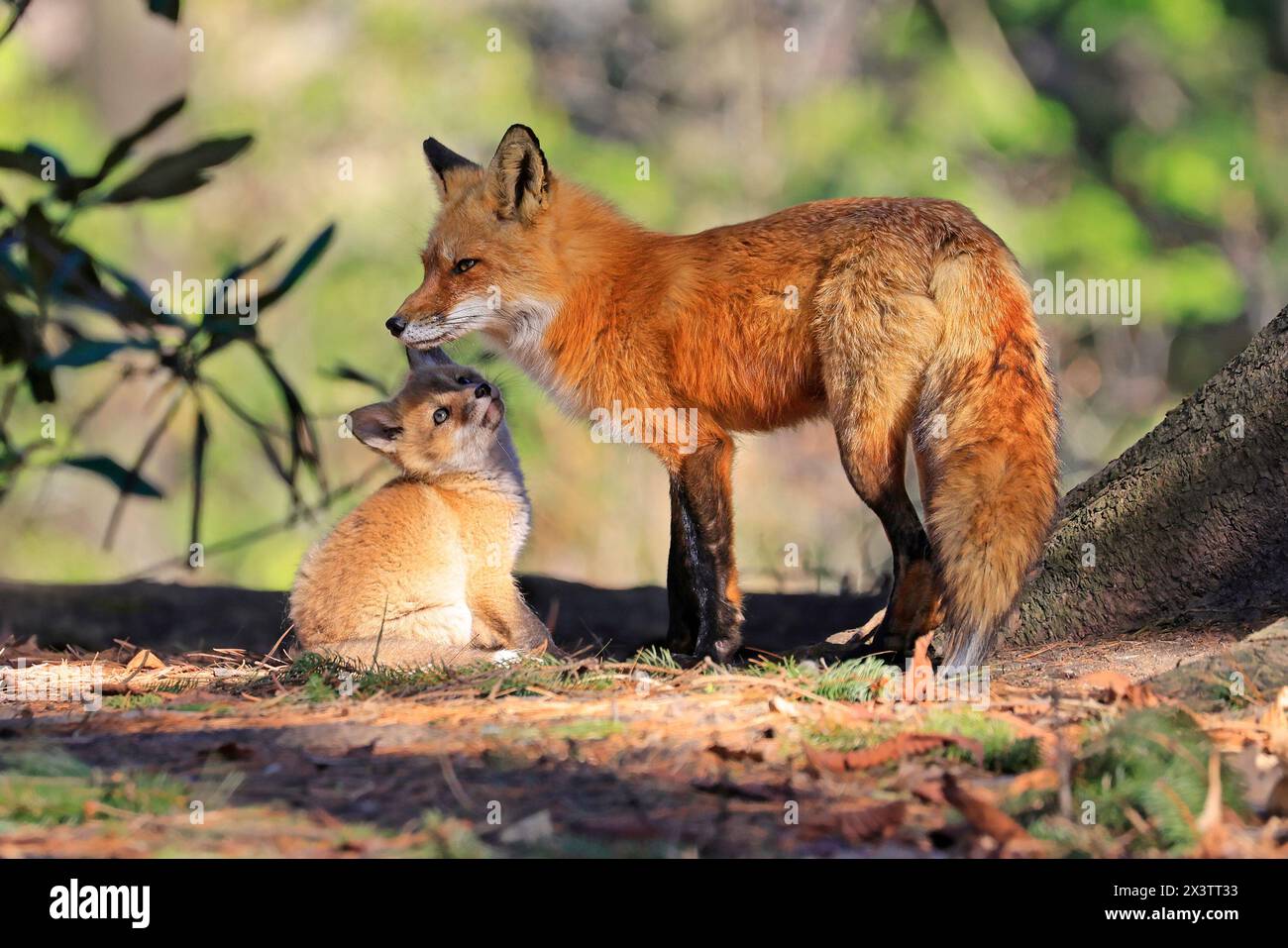 Red fox in the forest hi-res stock photography and images - Alamy