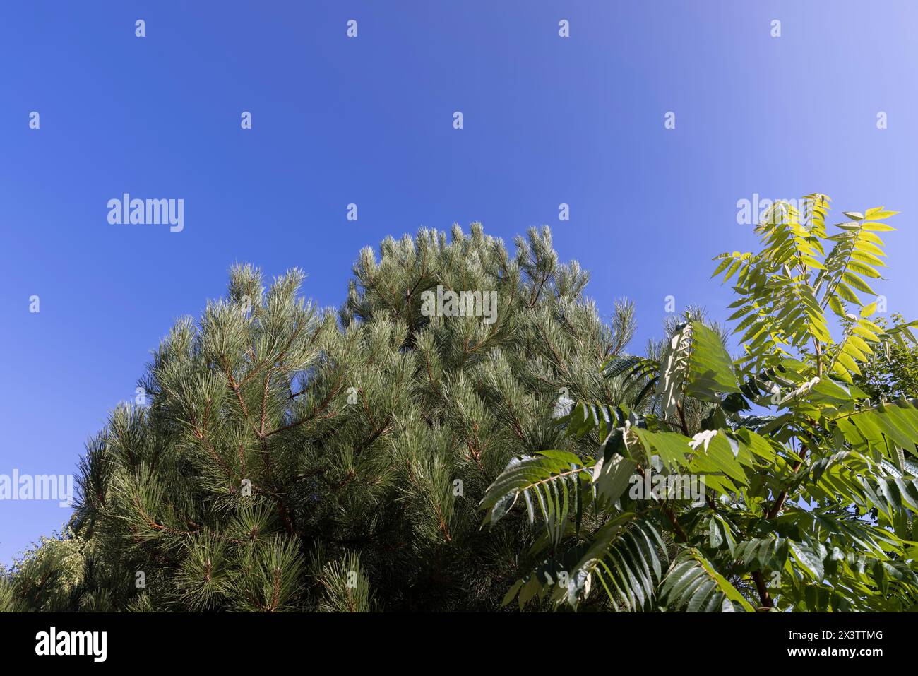 mixed forest with trees of different species in the summer season ...