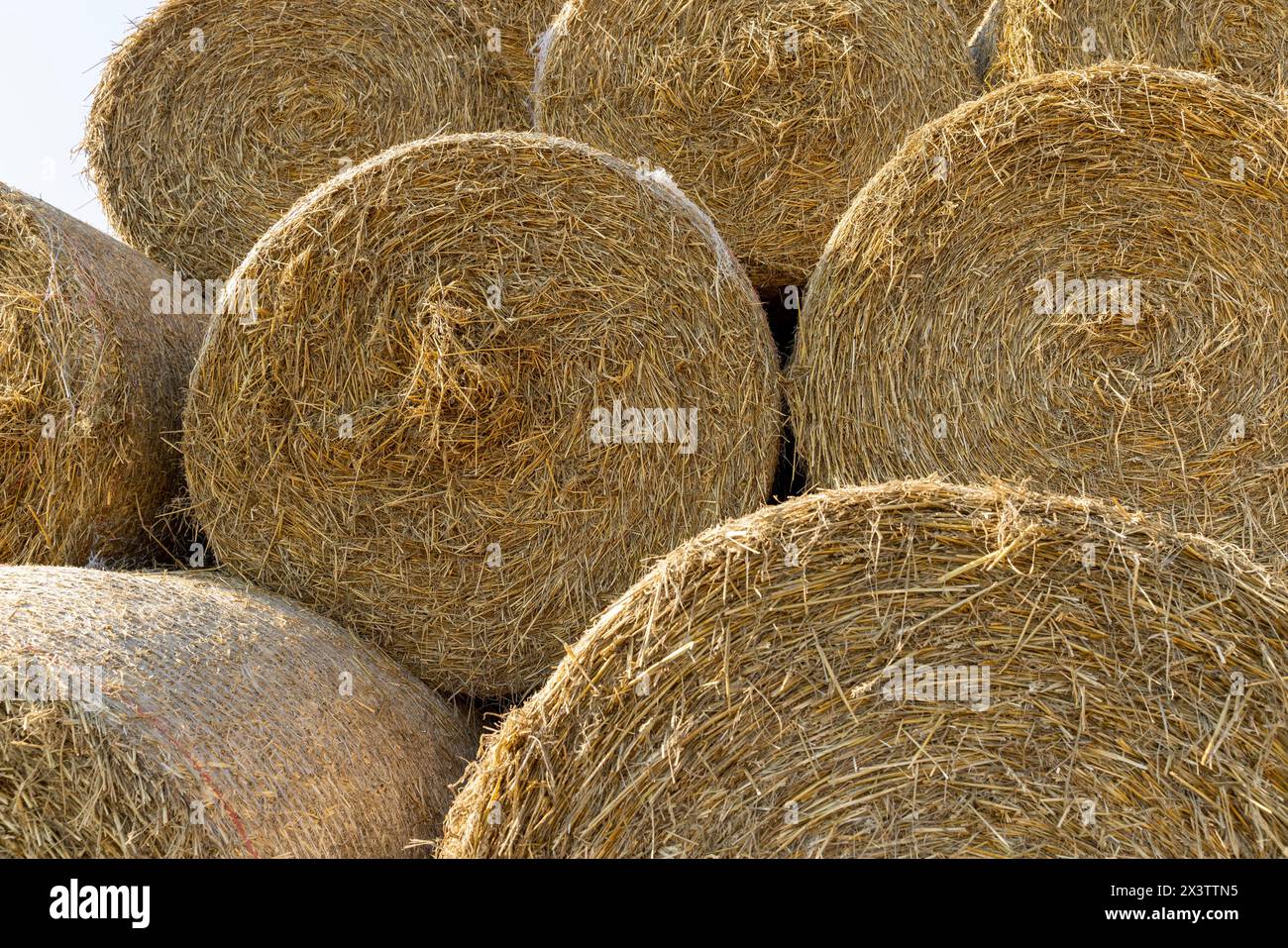 wheat straw collected in stacks after grain harvest, yellow straw from ...