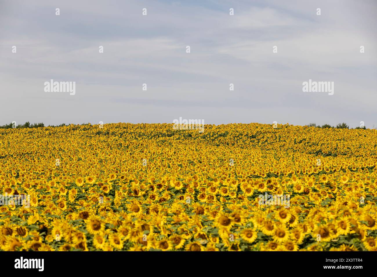 high-yielding field with yellow sunflower flowers, pollination of ...