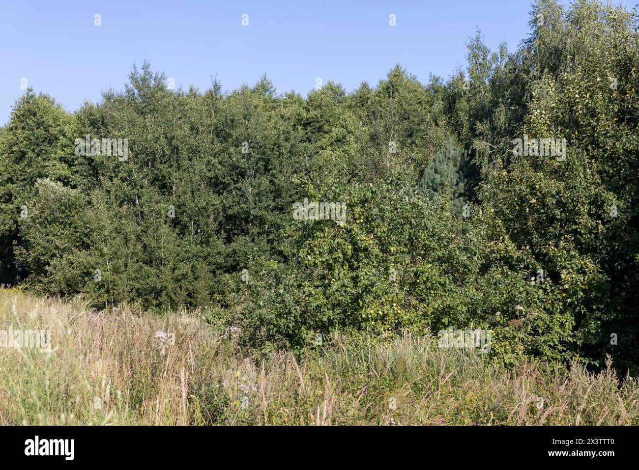 Different trees growing together in the forest, sunny summer weather in ...