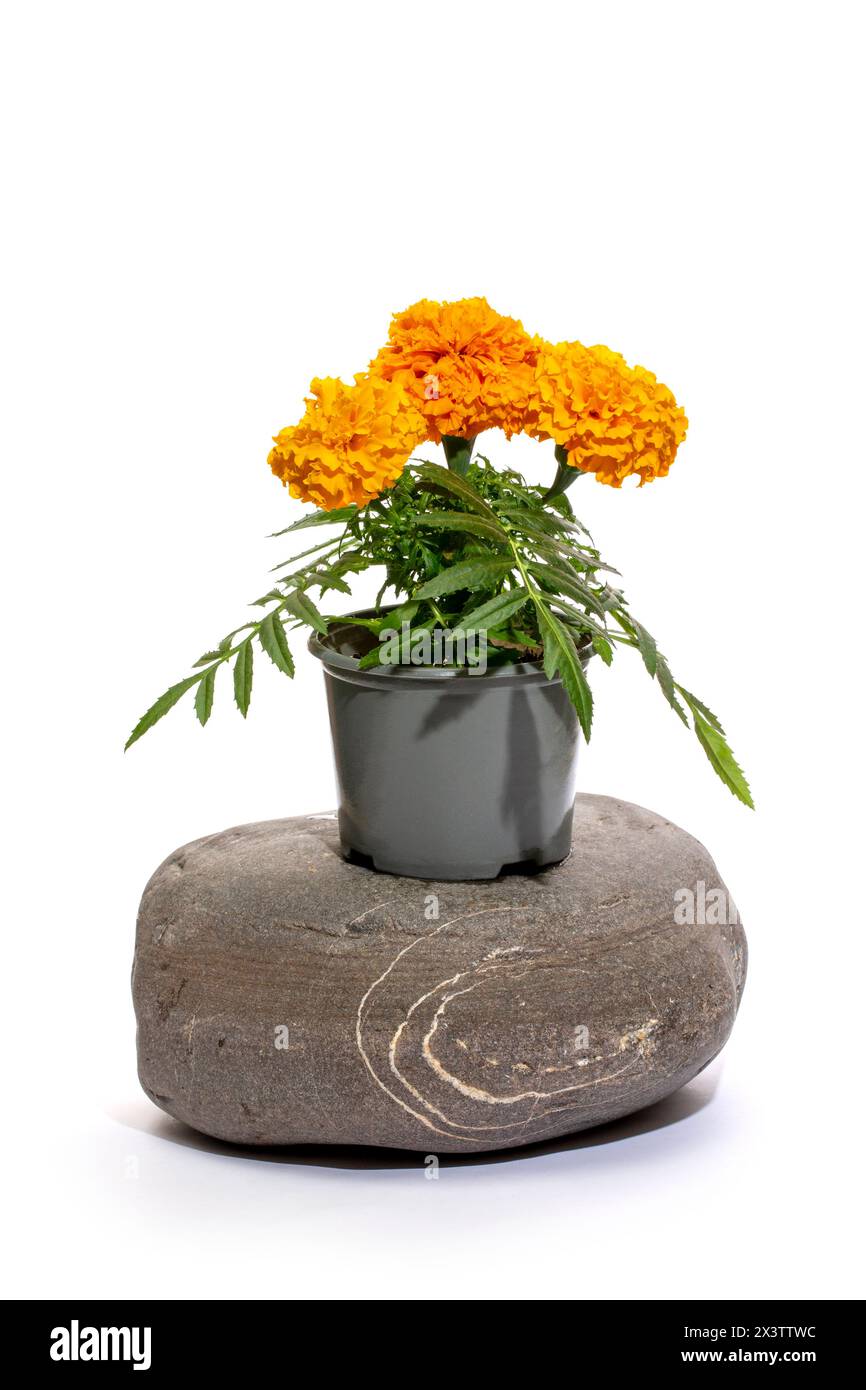 Flower in orange light Cut Out Stock Images & Pictures - Alamy