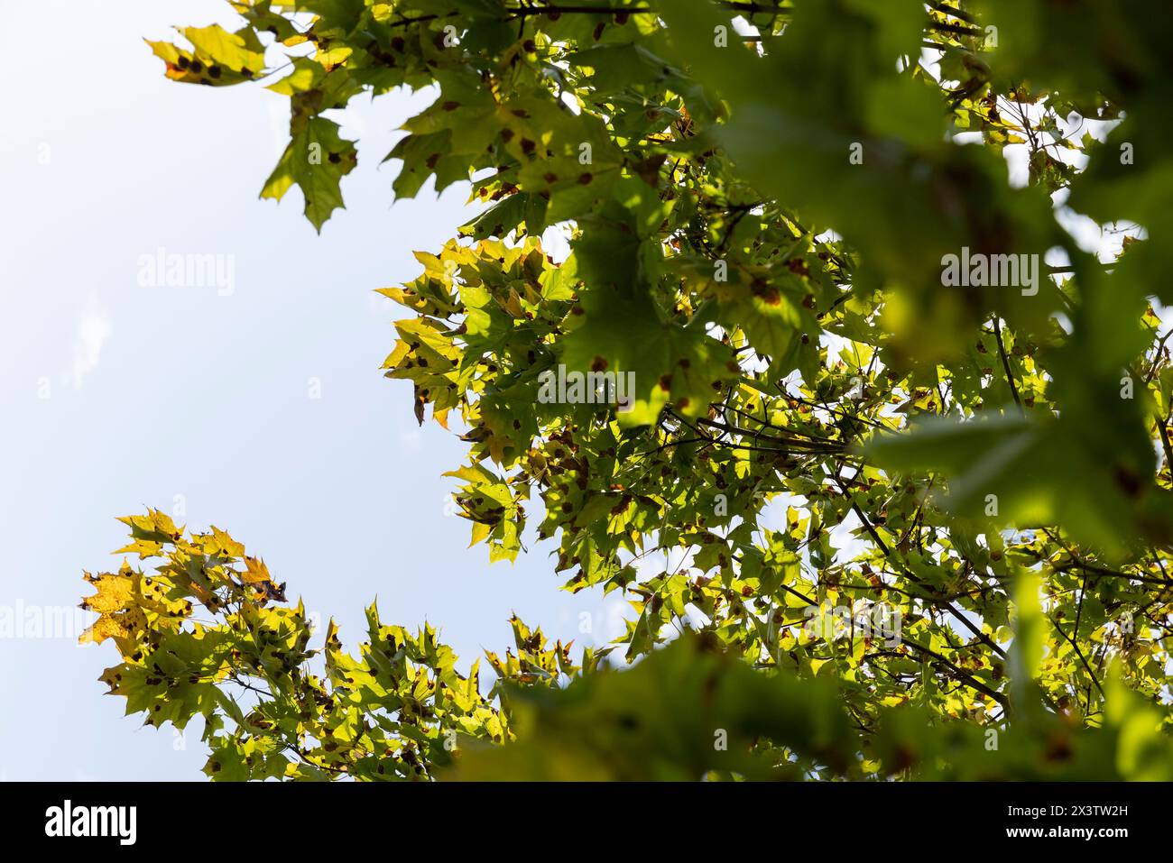 yellowing foliage on maples in autumn weather, maple tree during the ...