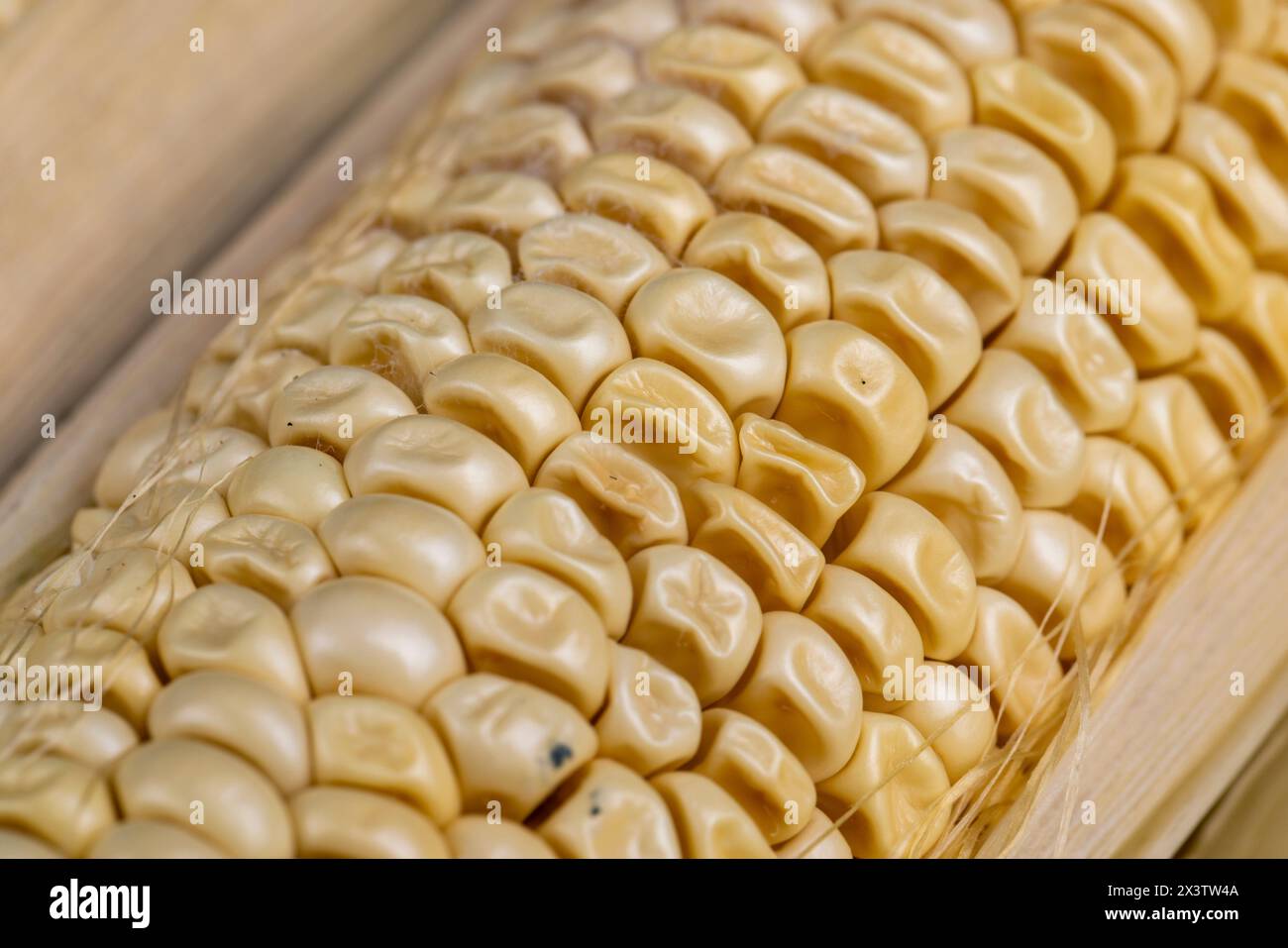 Old moldy corn cobs close-up, old spoiled sweet ripe corn food Stock ...
