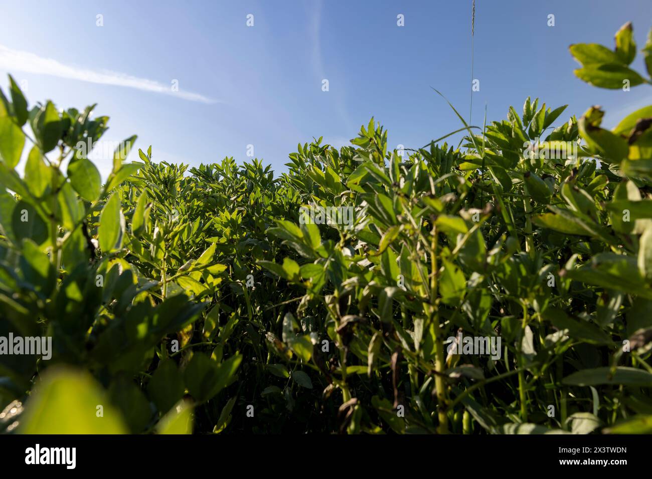 green bean bushes in an agricultural field, growing beans for food ...