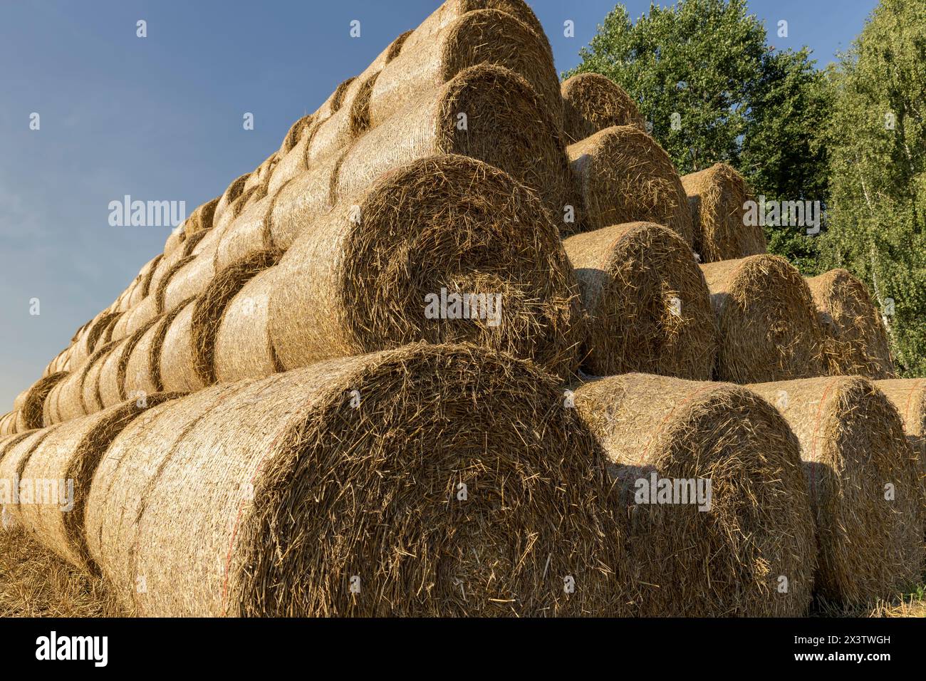 wheat straw collected in stacks after grain harvest, yellow straw from ...