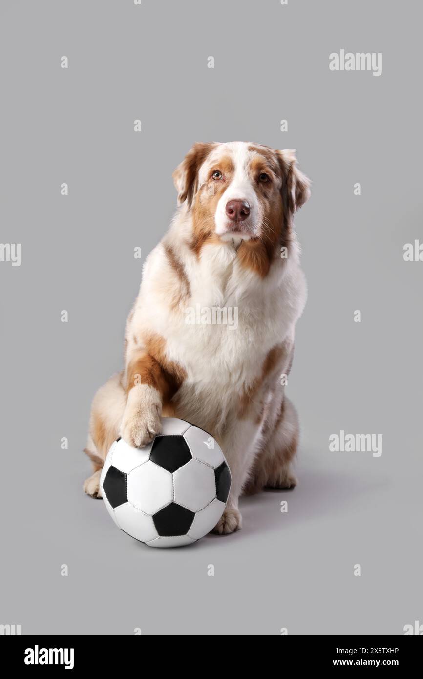 Cute fluffy Australian Shepherd dog with ball on grey background Stock ...