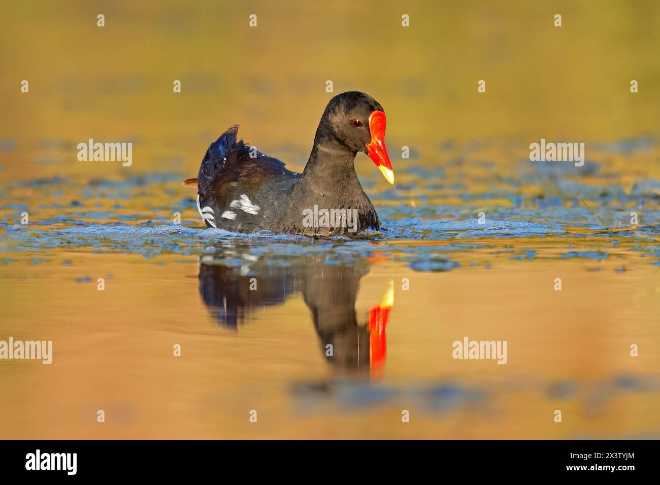 A common moorhen (Gallinula chloropus) swimming in a pond, South Africa ...