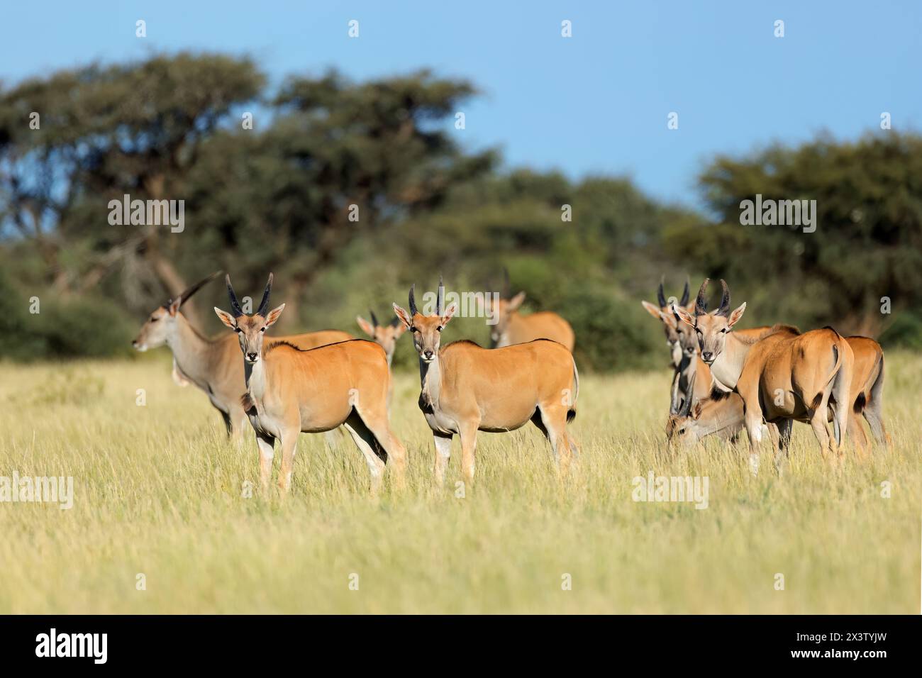 Eland antelopes (Tragelaphus oryx) in natural habitat, Mokala National ...