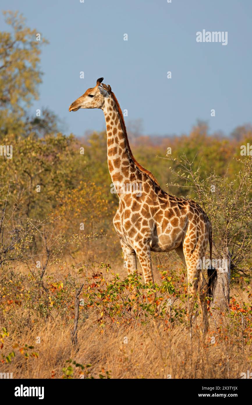 A giraffe (Giraffa camelopardalis) in natural habitat, Kruger National ...