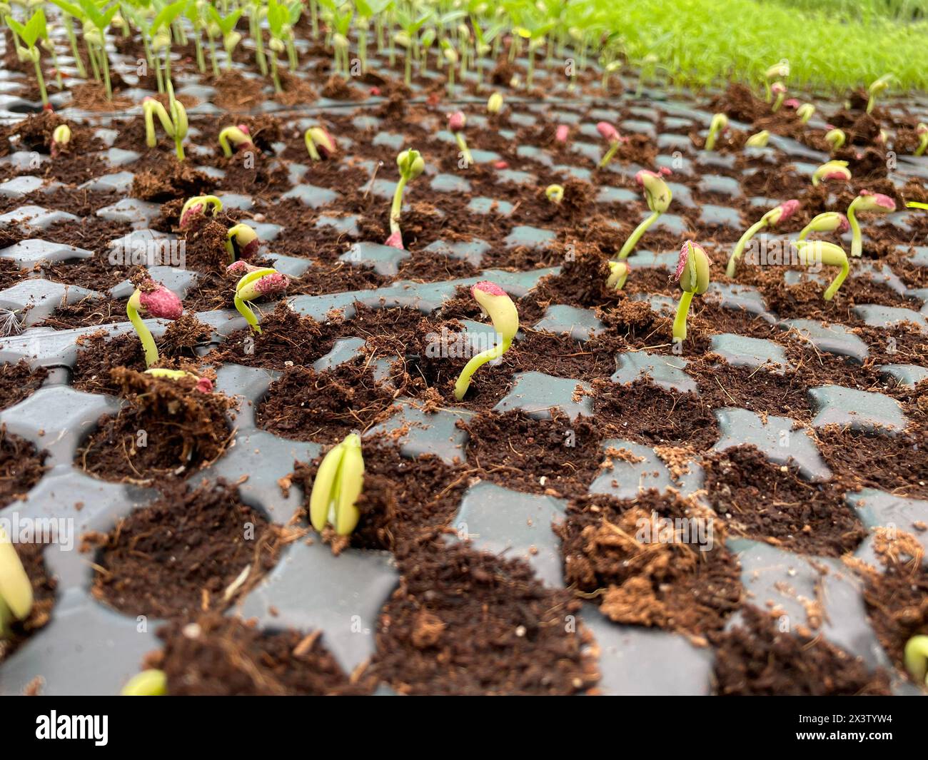 Saplings are young trees, more mature than a seedling but is not yet ...