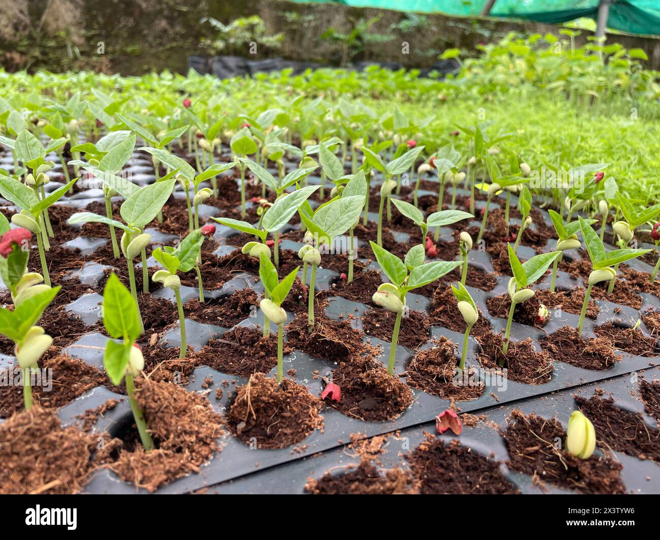 Saplings are young trees, more mature than a seedling but is not yet ...
