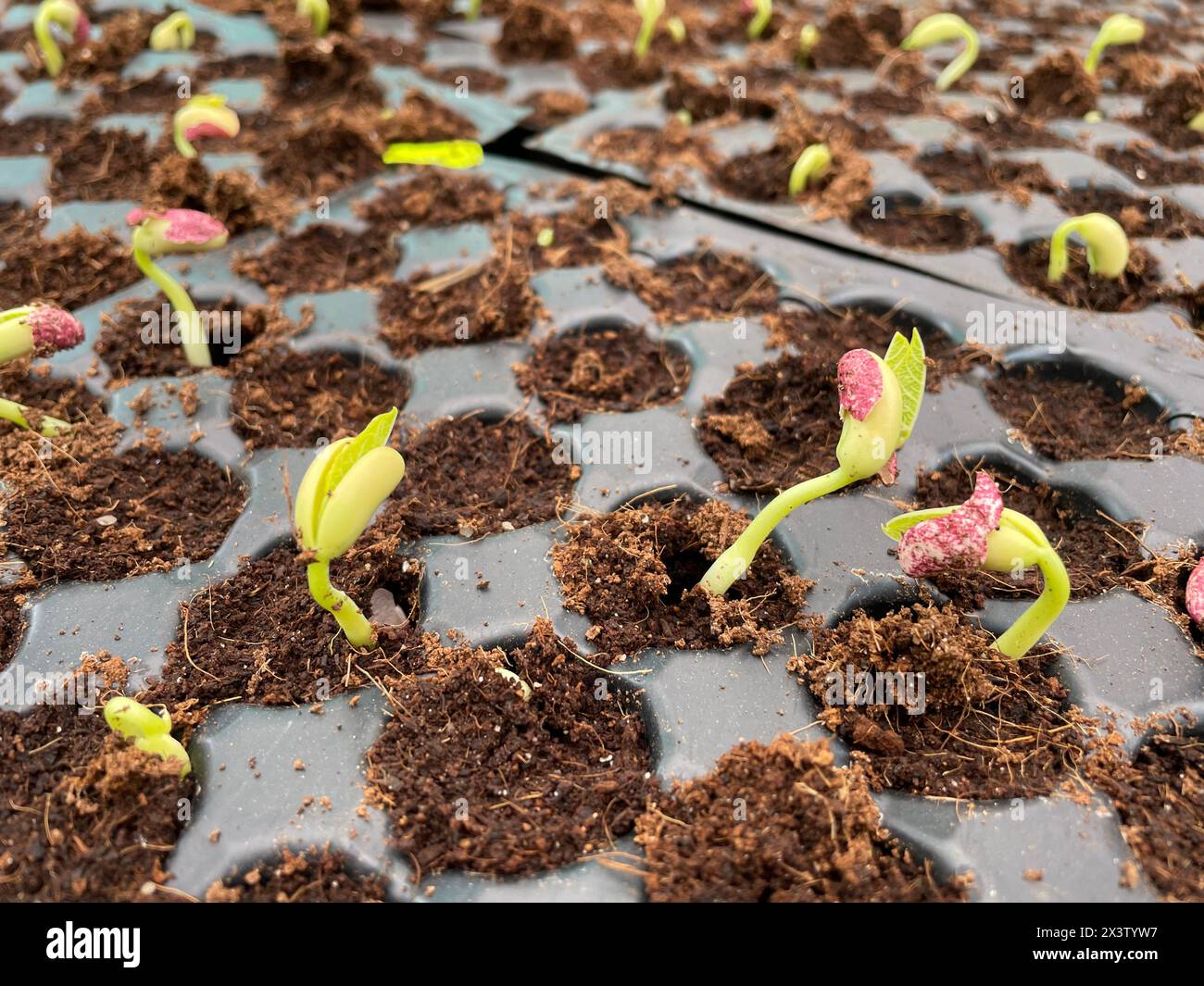 Saplings are young trees, more mature than a seedling but is not yet ...