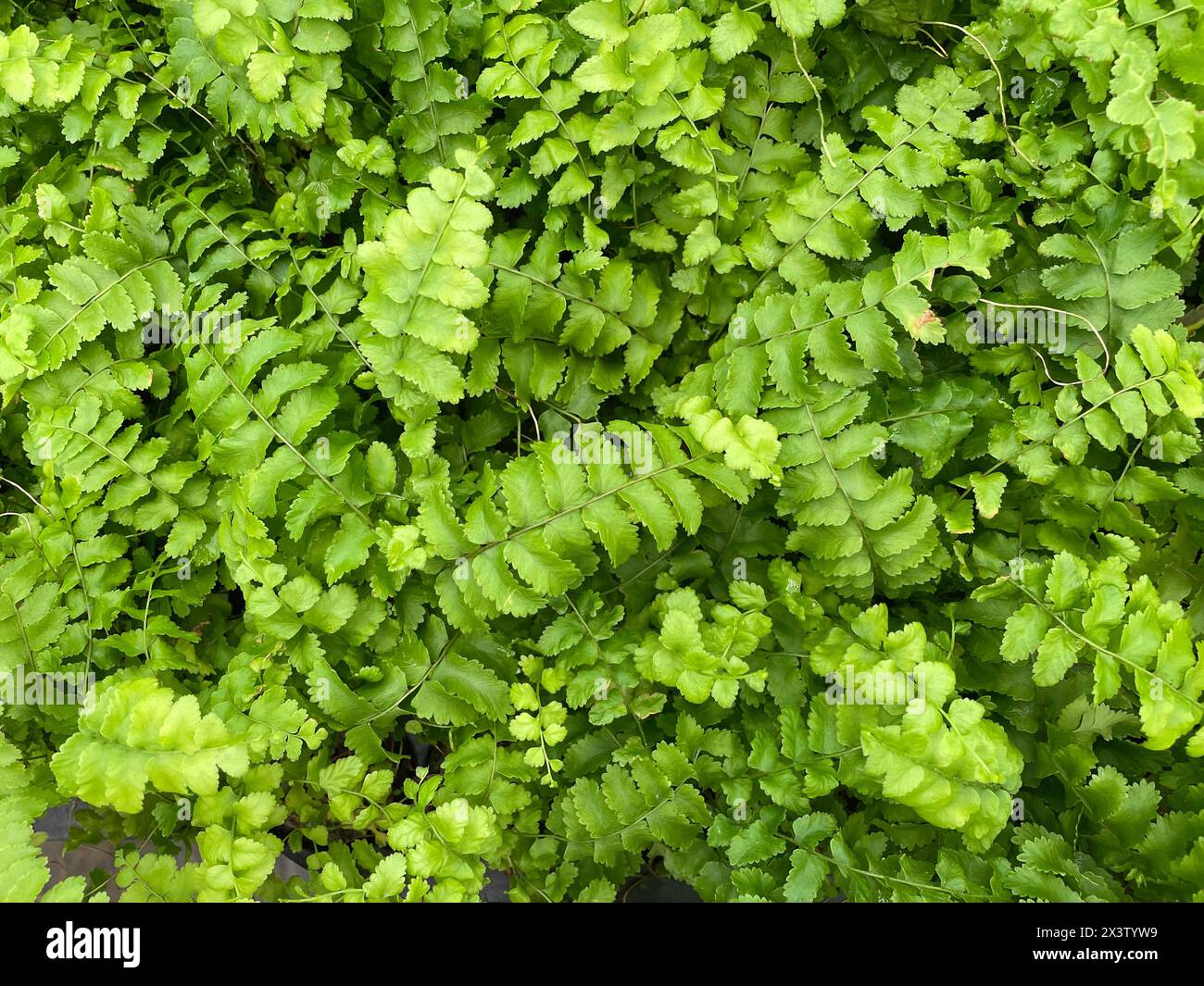 Ferns are leafy green plants that grow in shady spots. They are plants ...