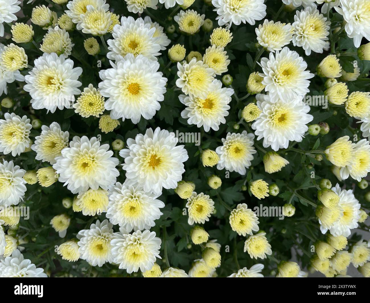 Chrysanthemum flower is a flower from species of perennial flowering ...