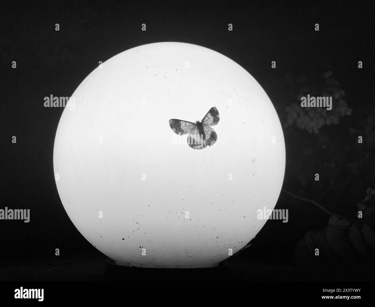 Butterfly sitting on a gate light during night forming a beautiful ...