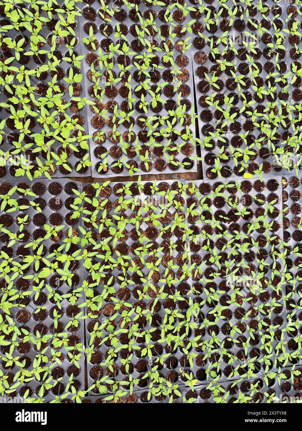 Saplings are young trees, more mature than a seedling but is not yet ...