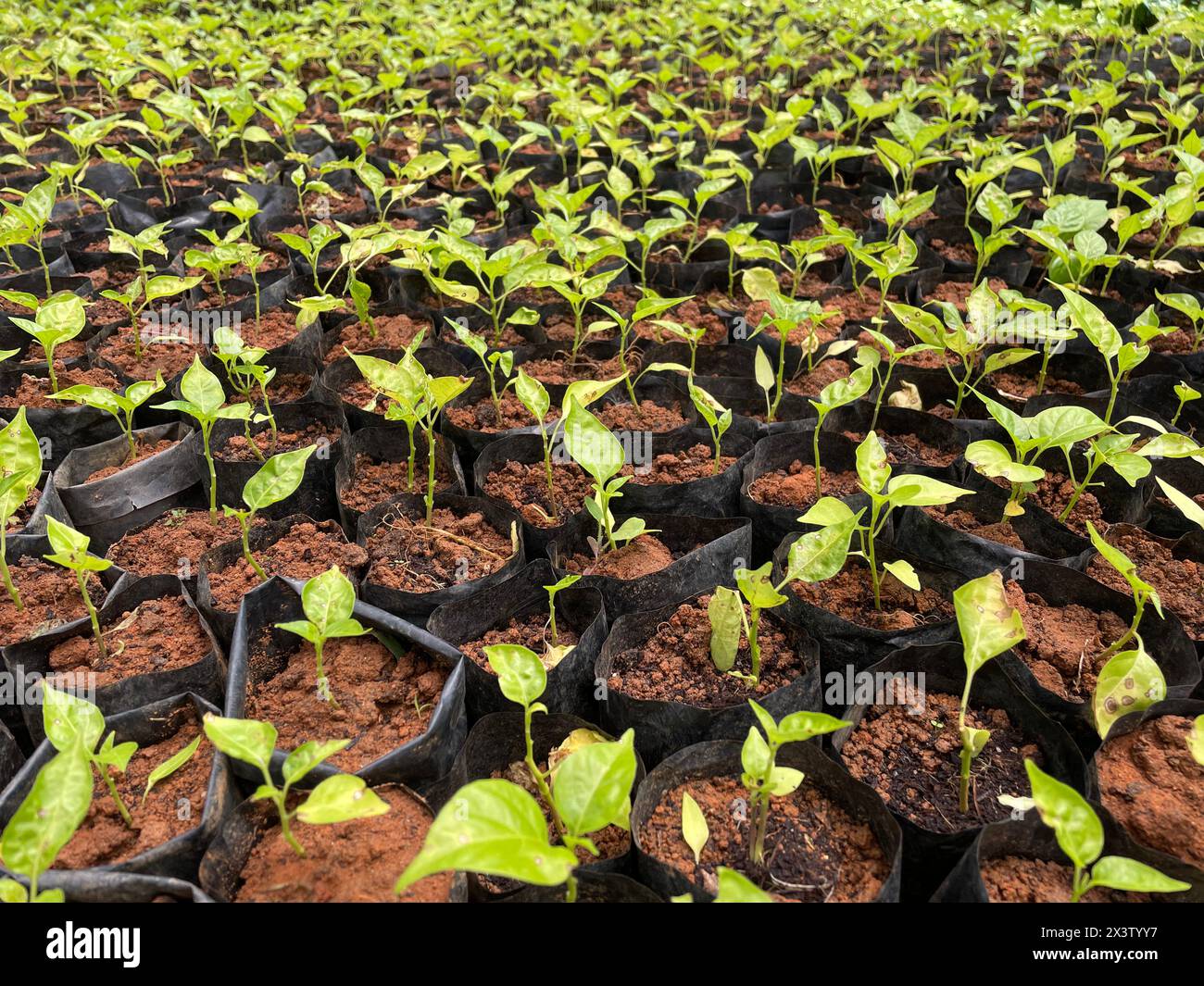 Saplings are young trees, more mature than a seedling but is not yet ...