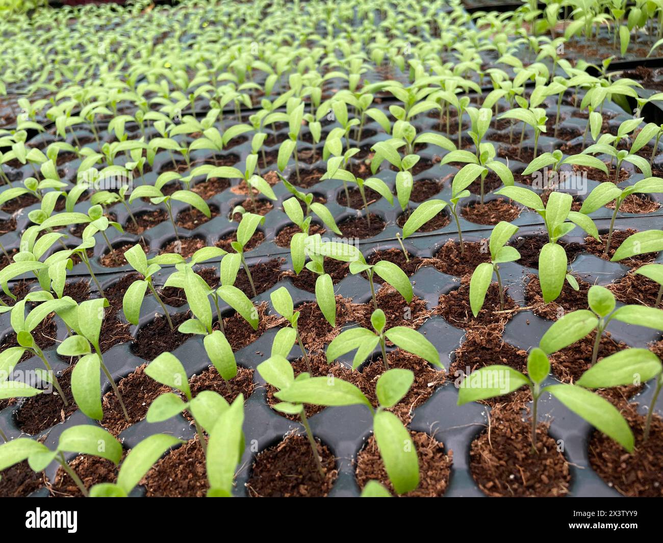 Saplings are young trees, more mature than a seedling but is not yet ...