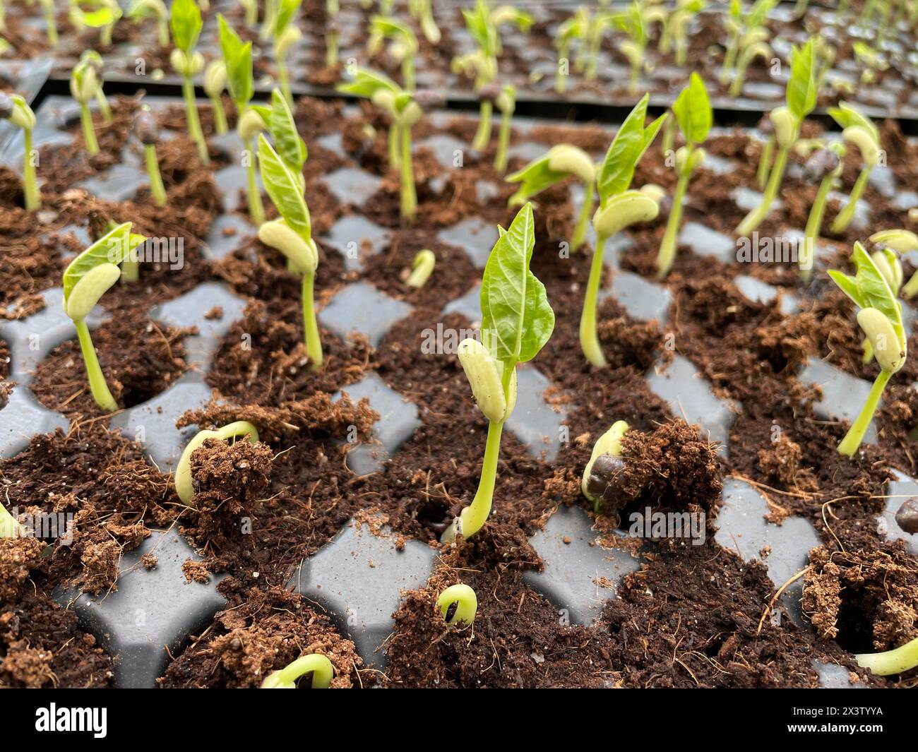 Saplings are young trees, more mature than a seedling but is not yet ...