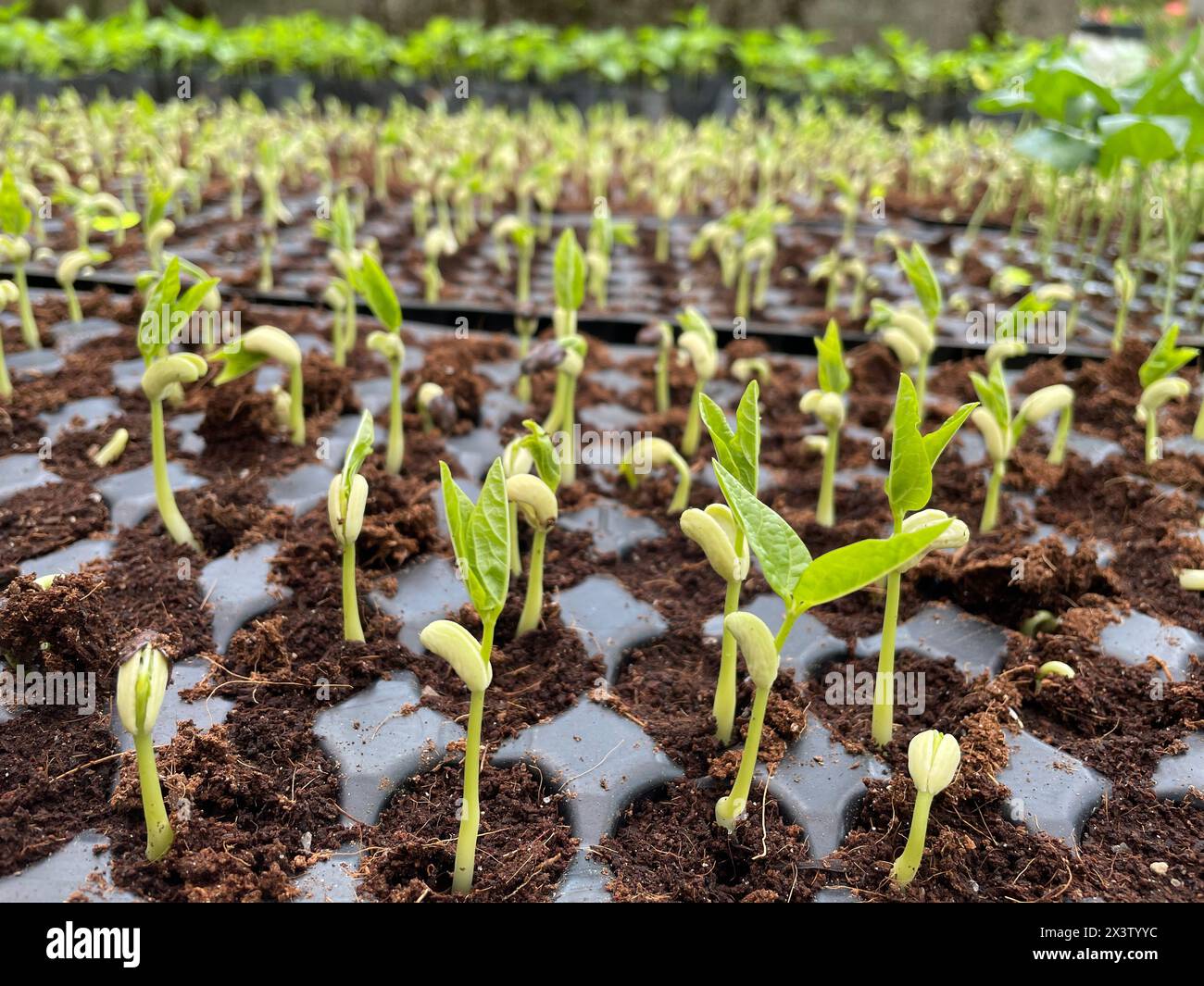Saplings are young trees, more mature than a seedling but is not yet ...